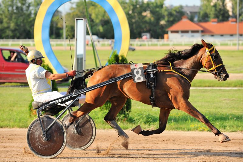 A 21. század ranglistavezető ügetőtrénerei Magyarországon - Lovarda Magazin
